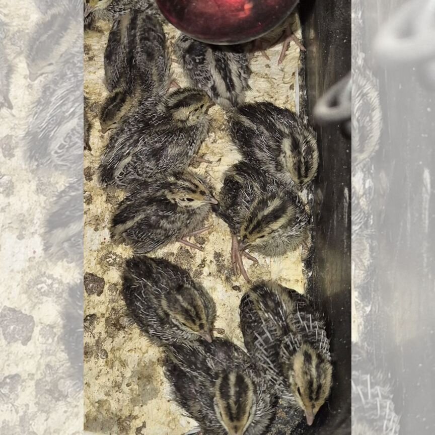 Перепелята недельные