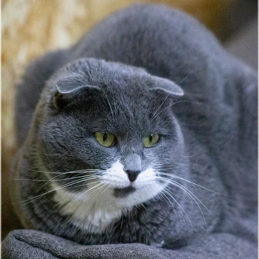 Коты и кошки из приюта в добрые руки