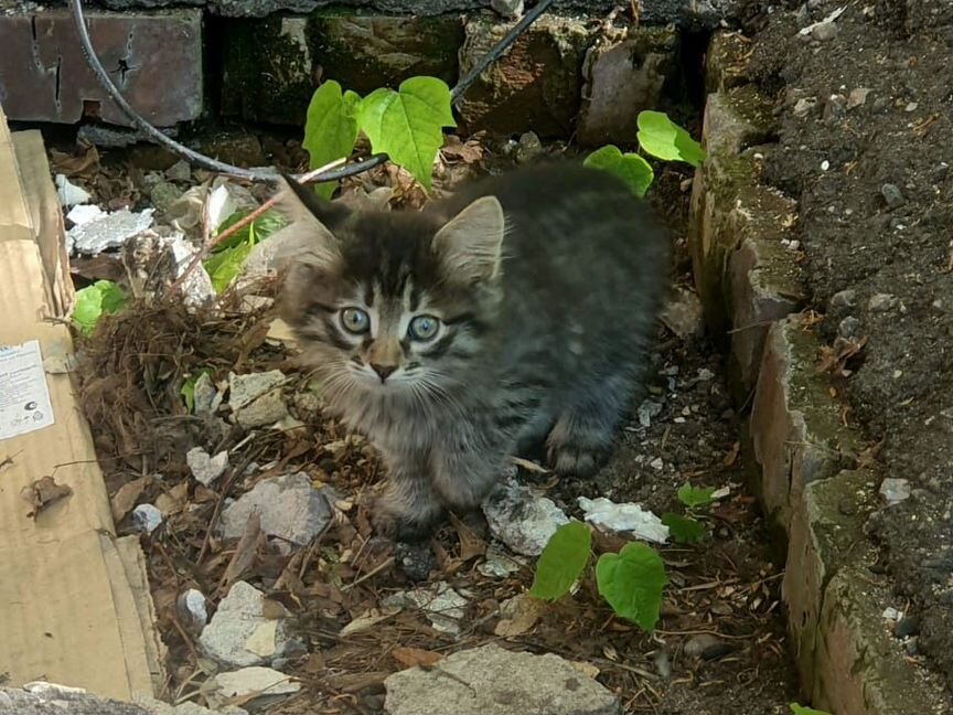 Котенок крошка пропадает на улице