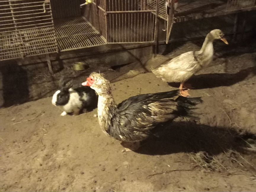 Молодой селезнь индоутки