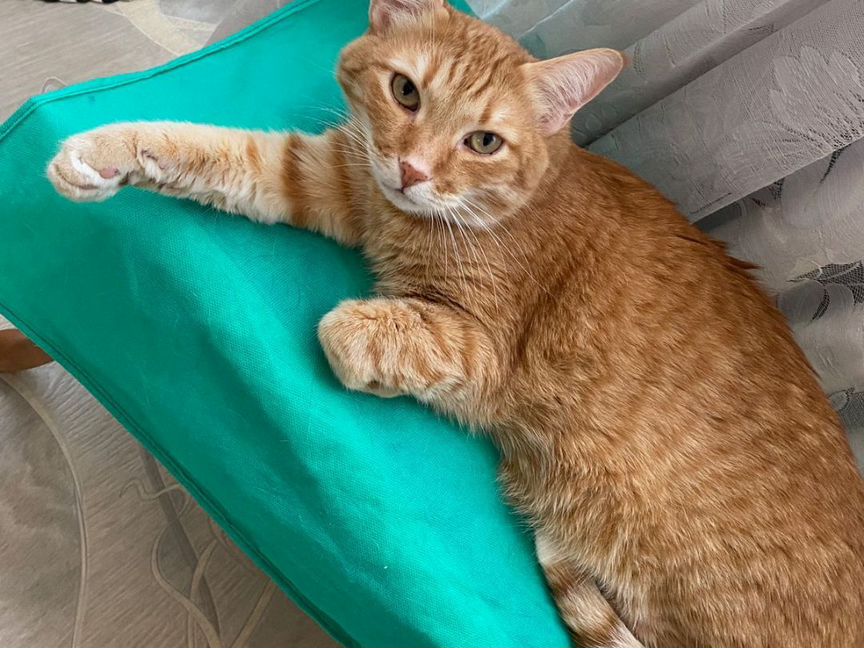 Кот Рыжик