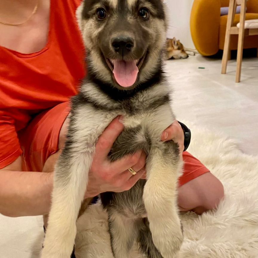 Красавиц щенят выбросили у дороги