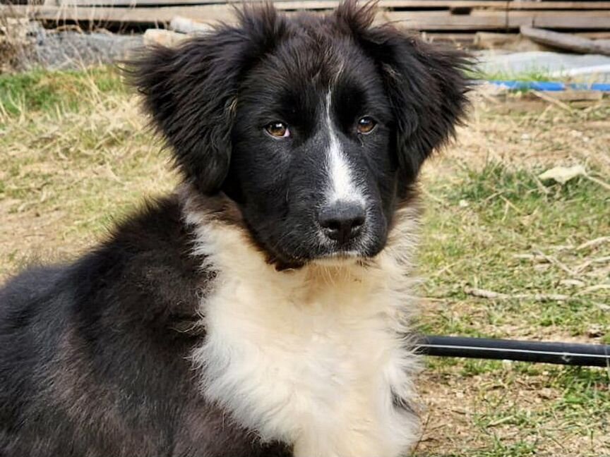 Щенки в добрые руки