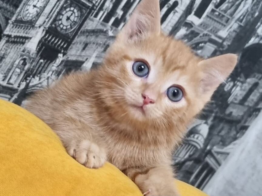 Котята