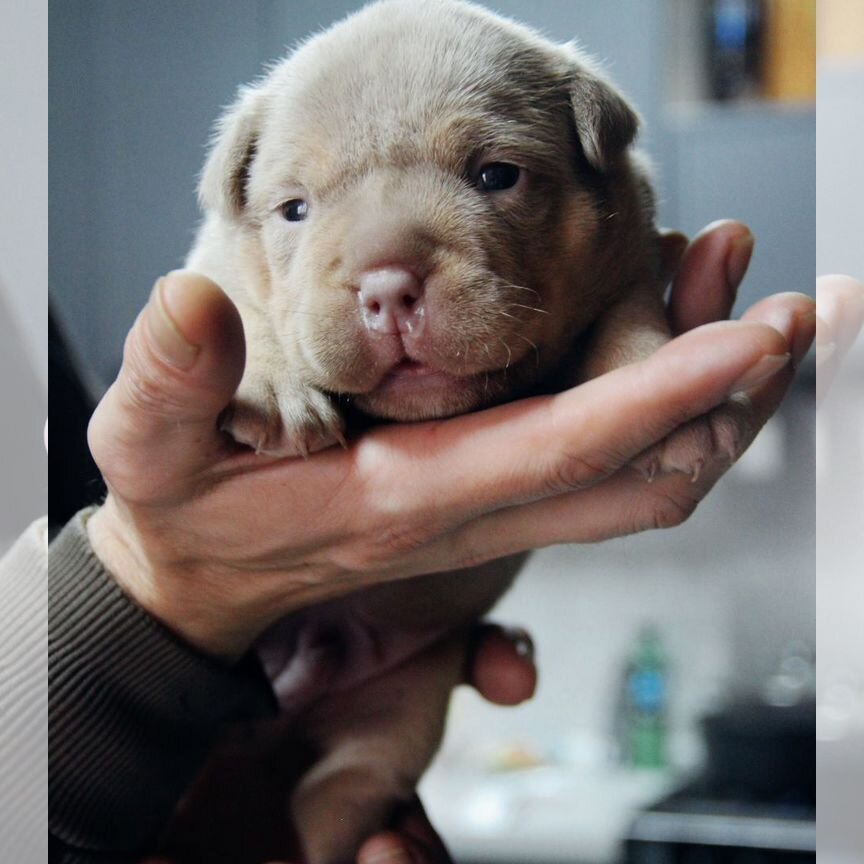 Американский булли, щенок