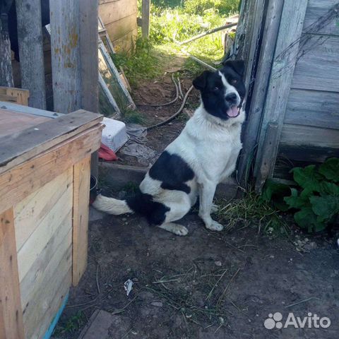 Собака в добрые руки мальчик