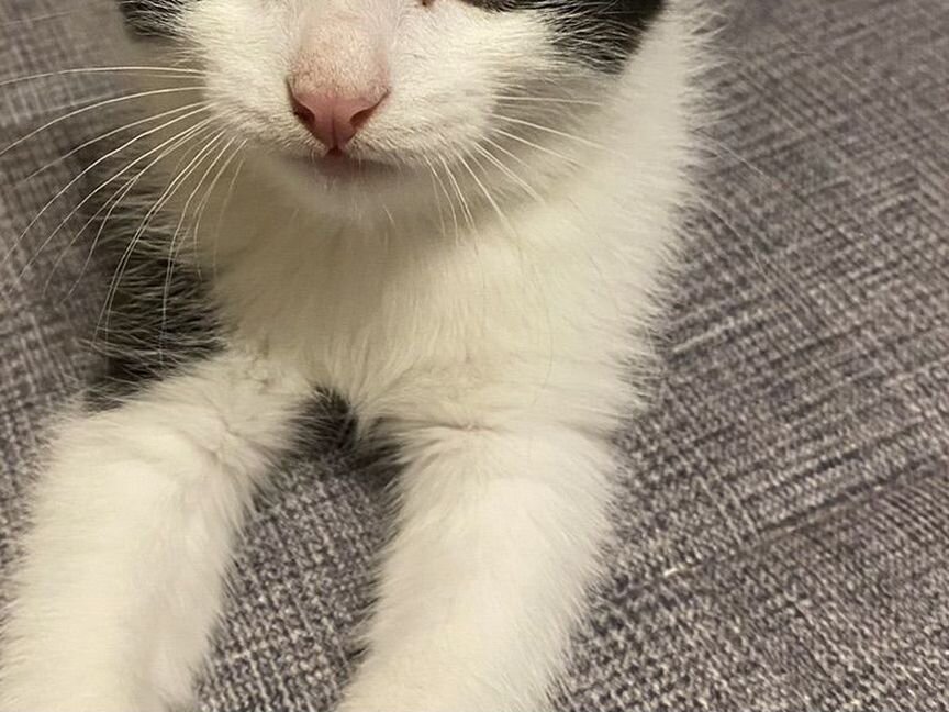 Котенок,девочка