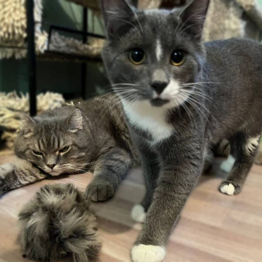 Кот Феликс