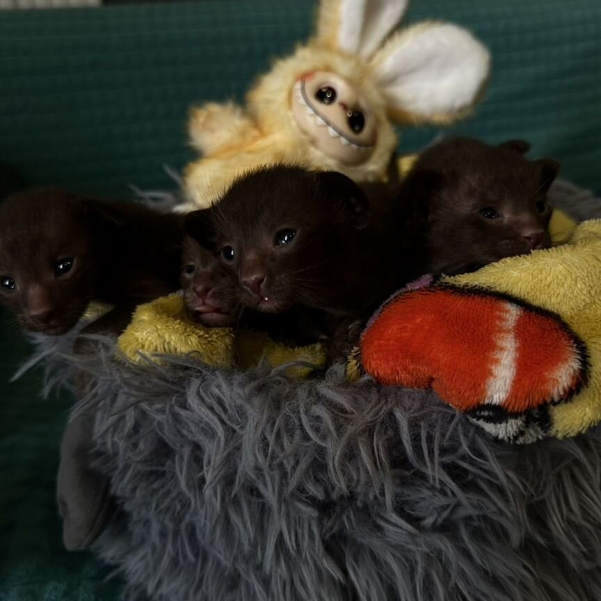 Ориентальный котёнок