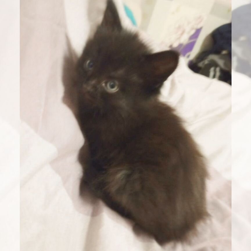 Котятки ищут новых заботливых хозяев