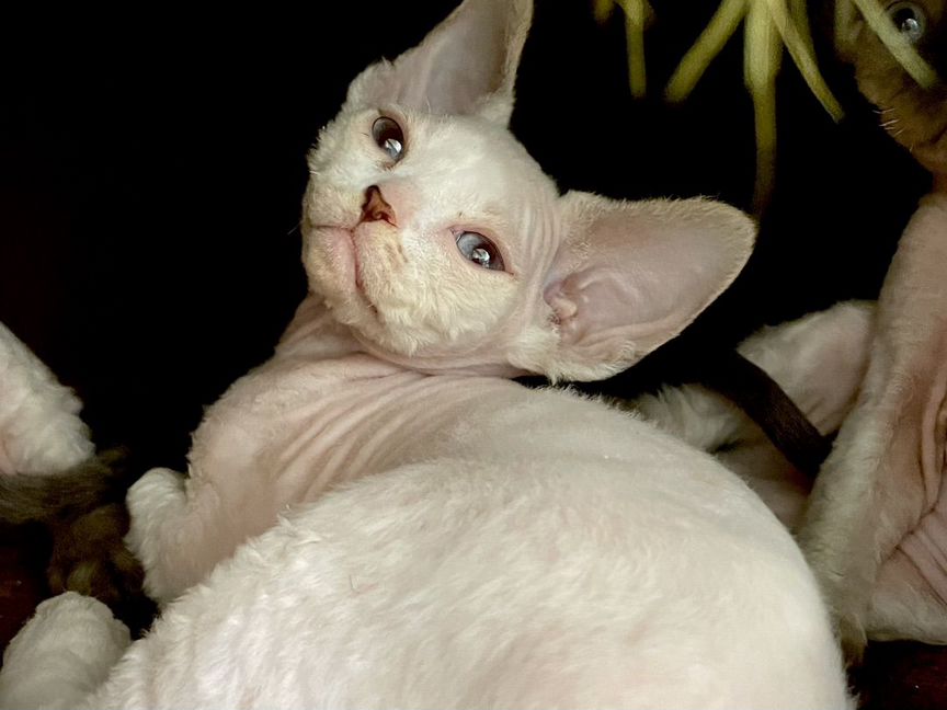 Котята девон-рекс