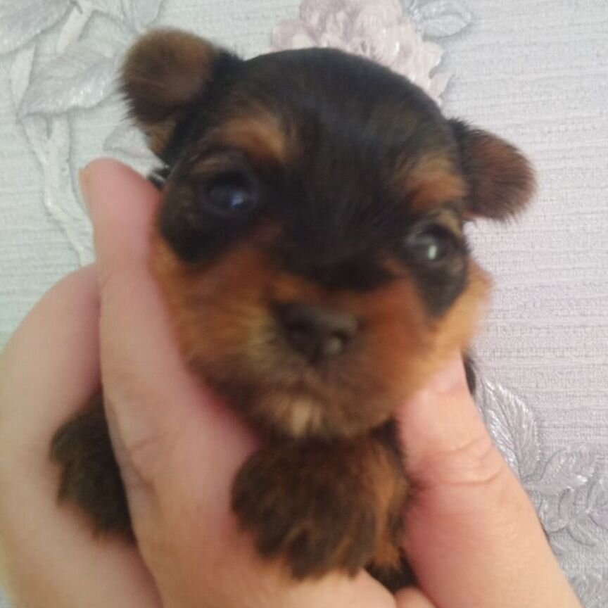 Йоркширский терьер, щенок