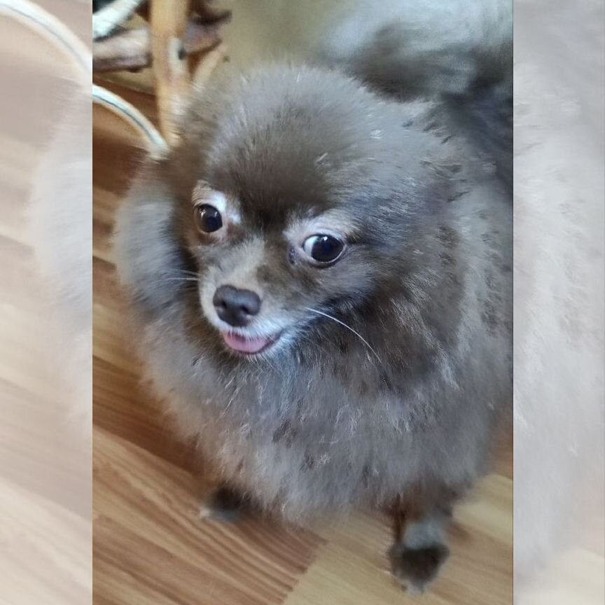 Померанский шпиц