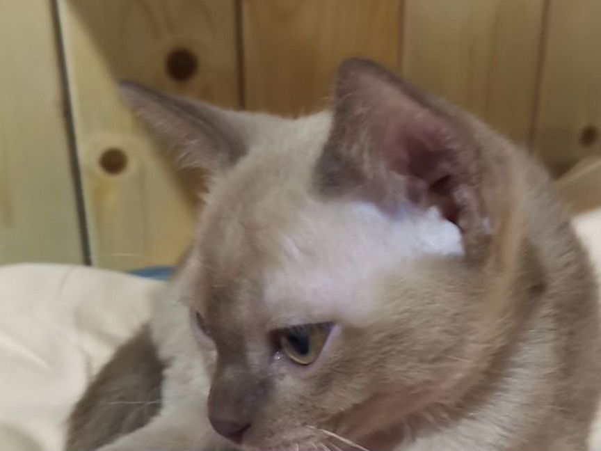 Красивые Бурманские