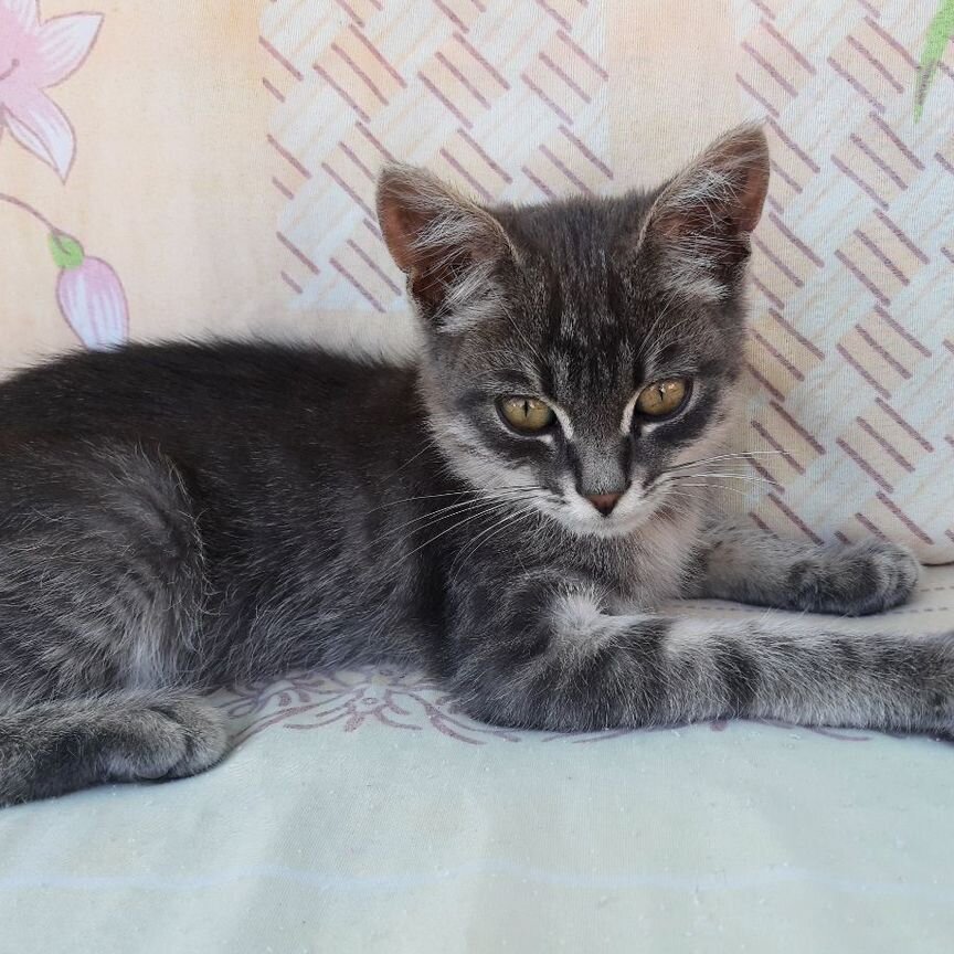 Котята в добрые руки бесплатно мальчик