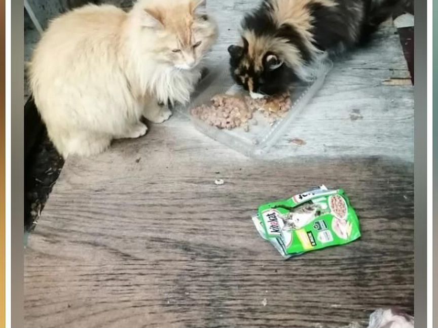 Рыжик ищет дом