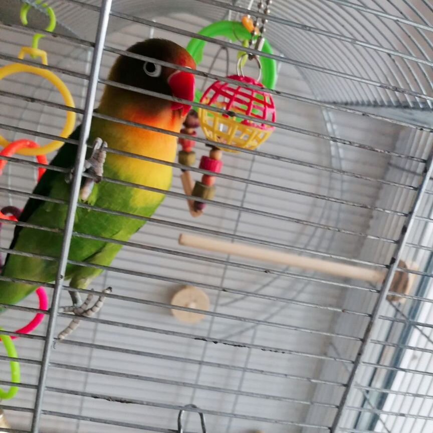 Попугай не разлучник