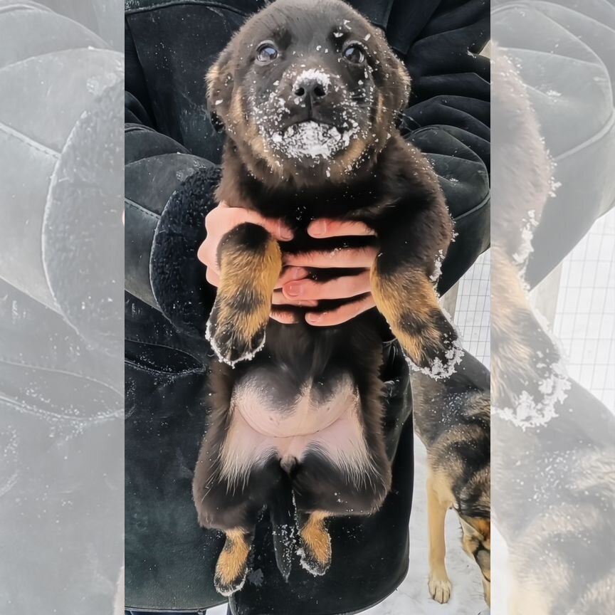 Щенок в добрые руки