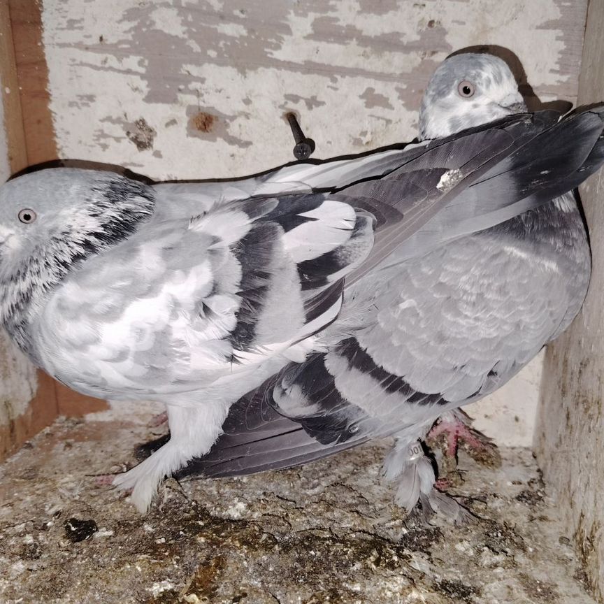 Продажа голубей