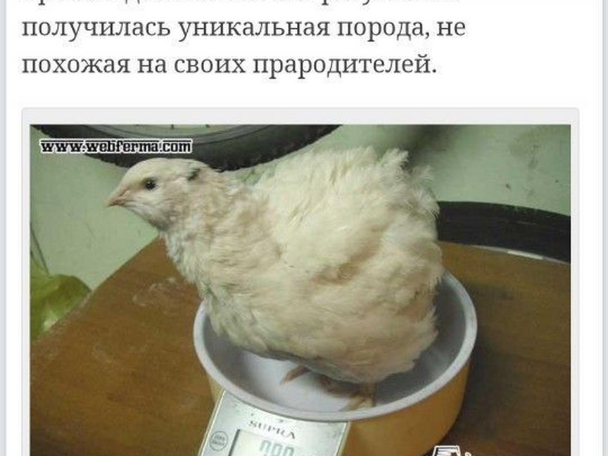 Перепела Техасский Белый