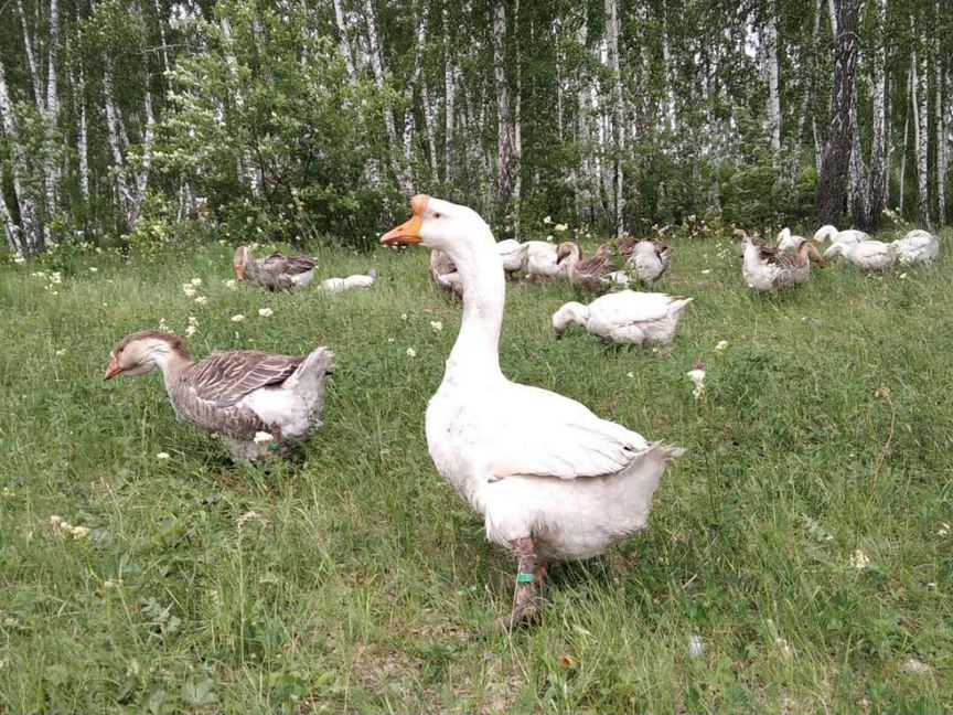 Гусята линда холмогор