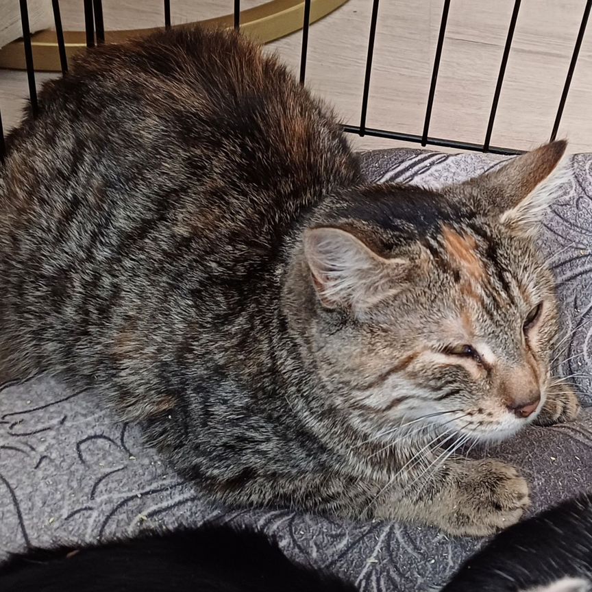 Ксюша ищет дом