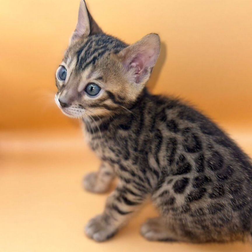 Бенгальские котята