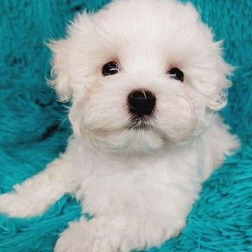 Мальтезе мальчики