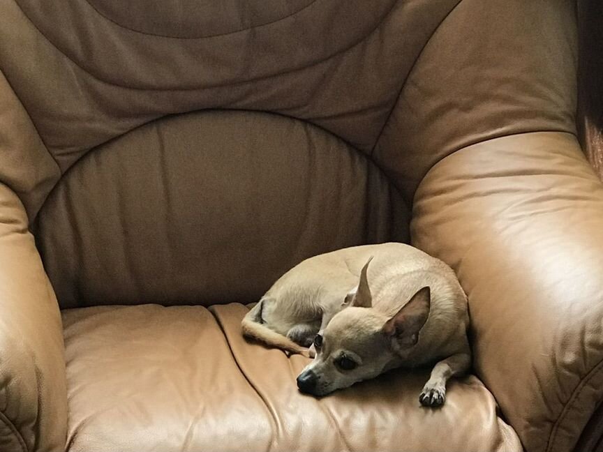 Русский той-терьер вязка