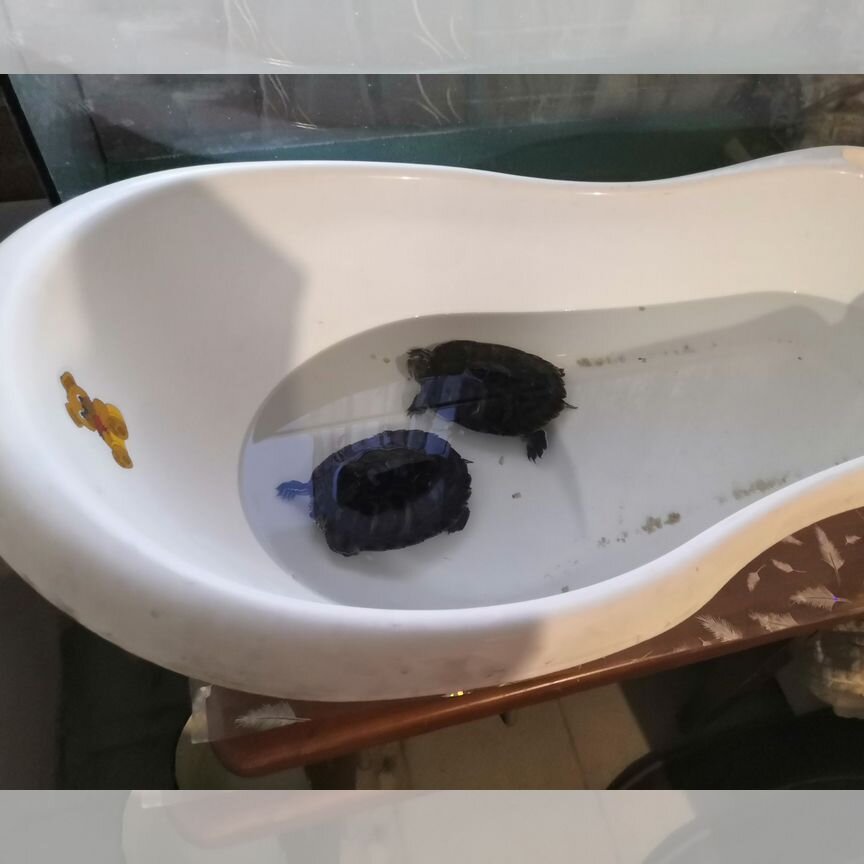 Черепашки 2 штуки с черепашником