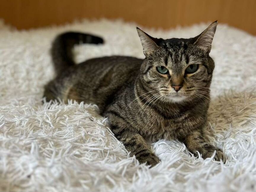 Кошка в дар бесплатно