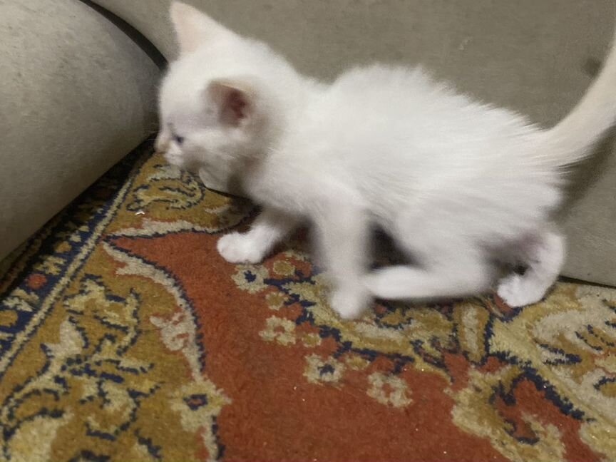 Котята мальчики 1.5 месяца