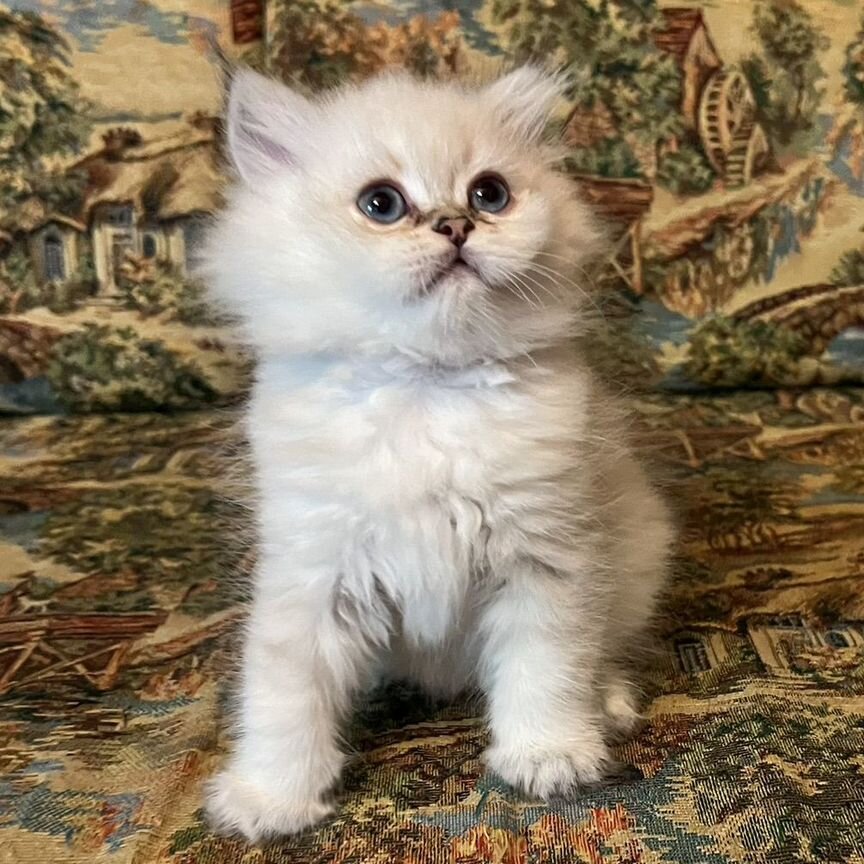 Британский длинношёрстный котёнок