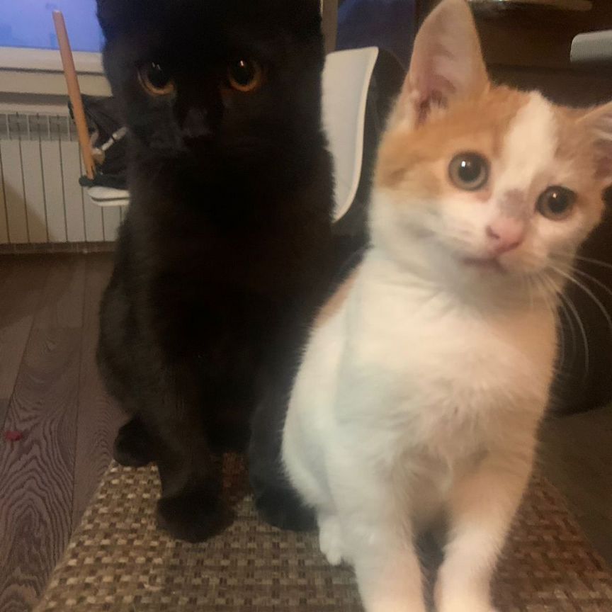 Котенок в добрые руки