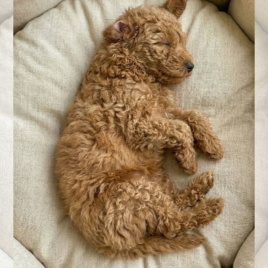 Карликовый пудель, щенок