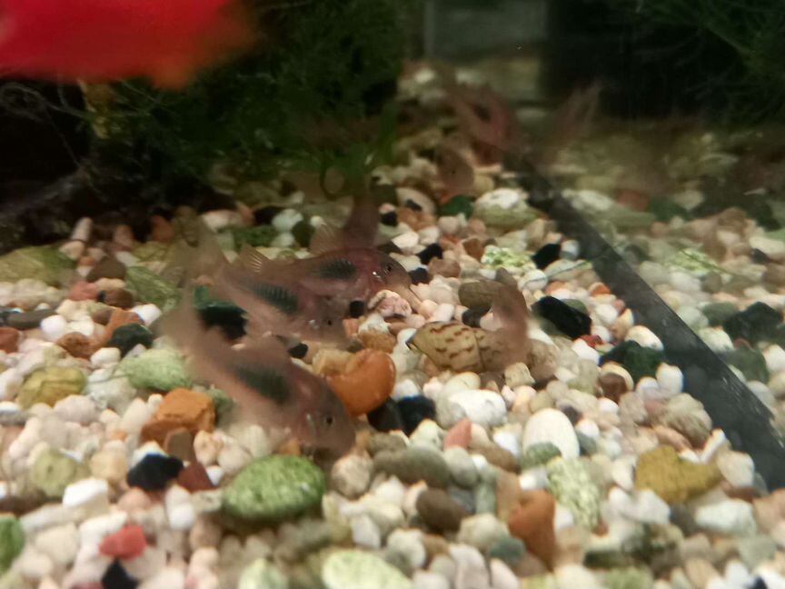 Сомики коридорасы