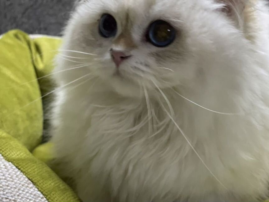 Британская длинношерстная шиншилла