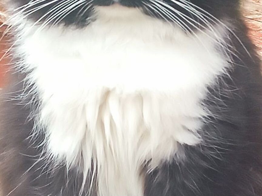 Котики бесплатно