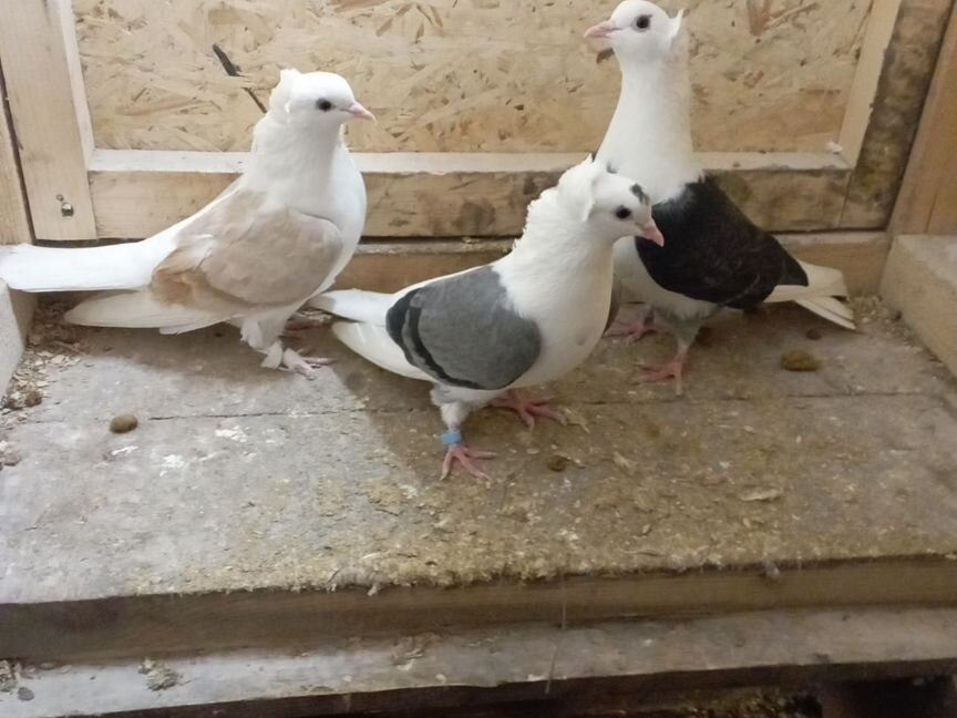 Голуби армянские кудули и бакины