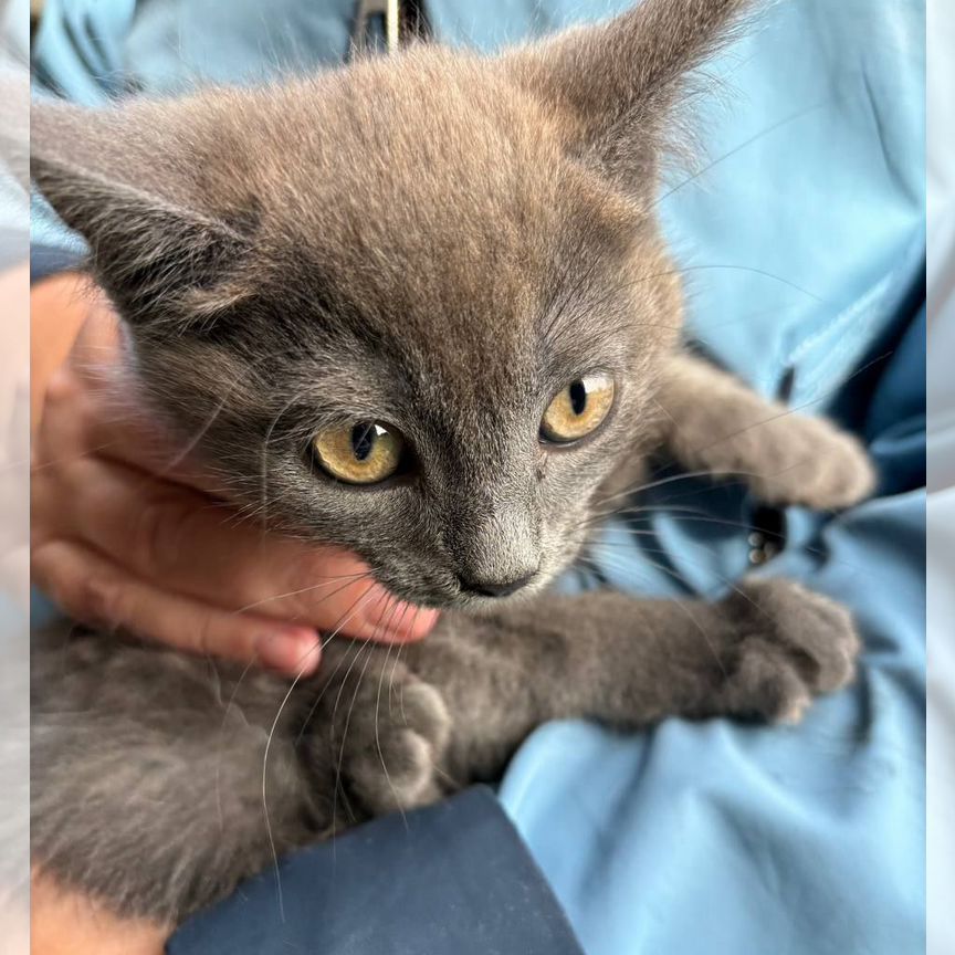 Отдам в добрые руки котят, серый кот, чёрная кошка