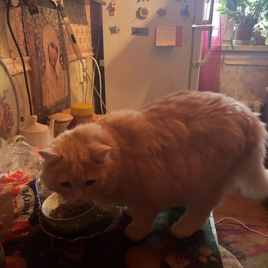 Британский кот длинношёрстный
