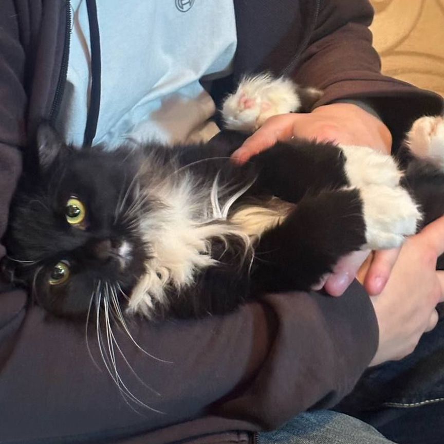 Взрослый кот от частного владельца