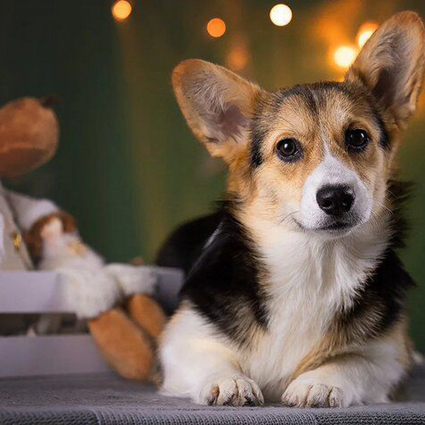 Вельш Корги Пемброк, щенок