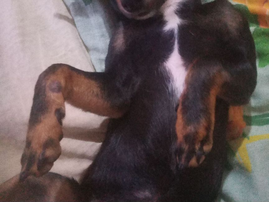 Русский той-терьер