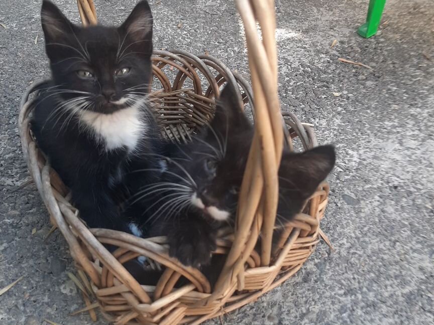 Котята в добрые руки бесплатно+20 пачек вискас