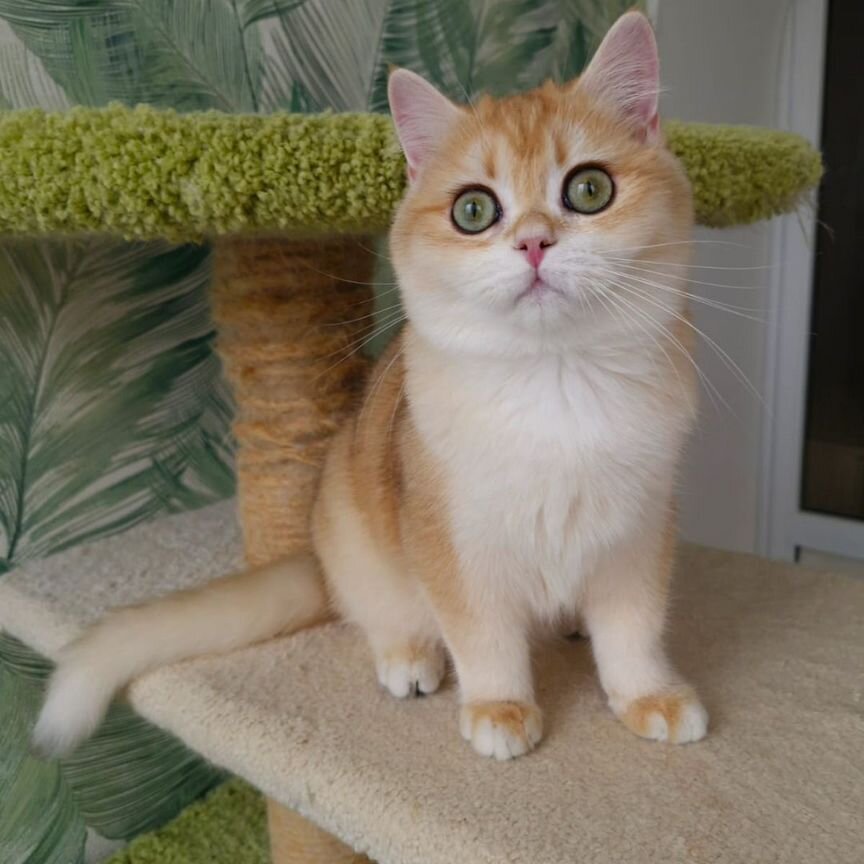 Котик золотая шиншилла