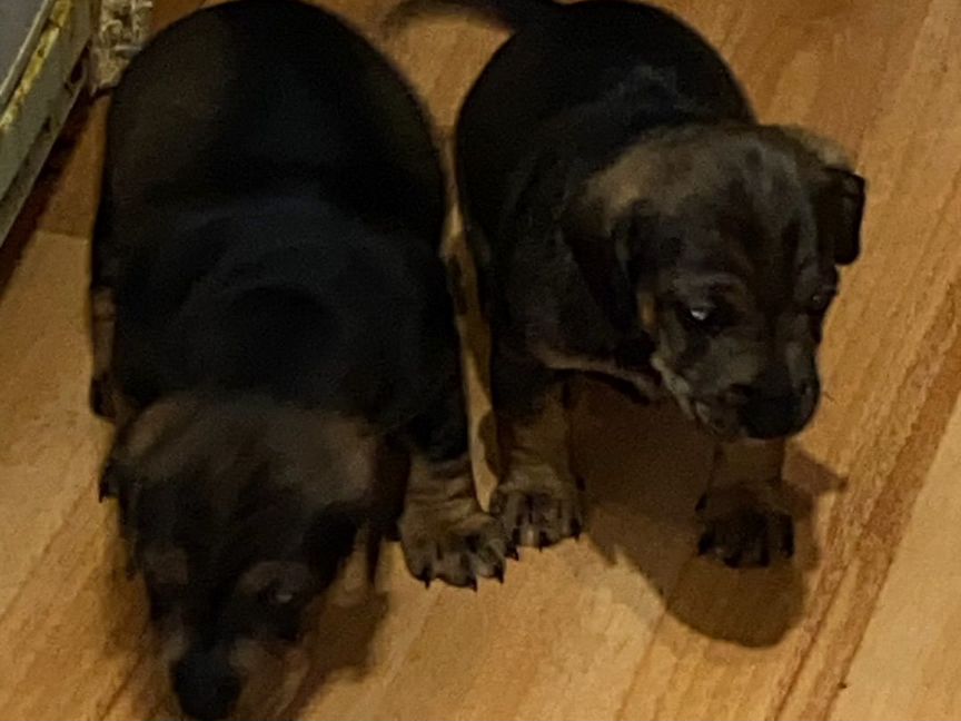 Отдам в хорошие руки девочка такса