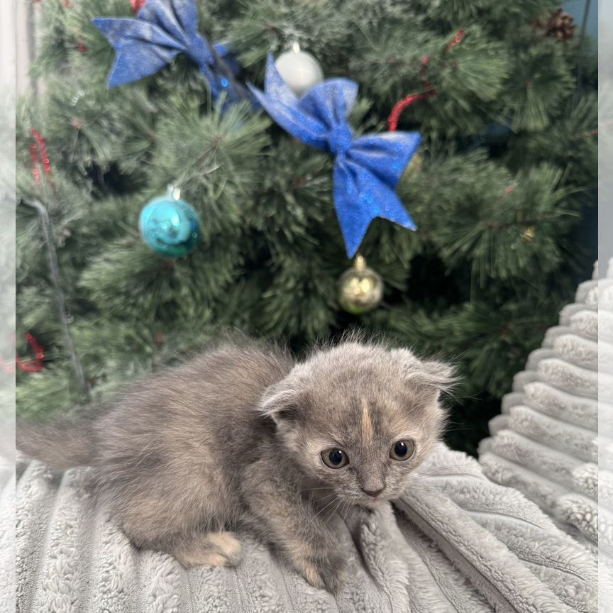 Шотландский вислоухий короткошёрстный котёнок