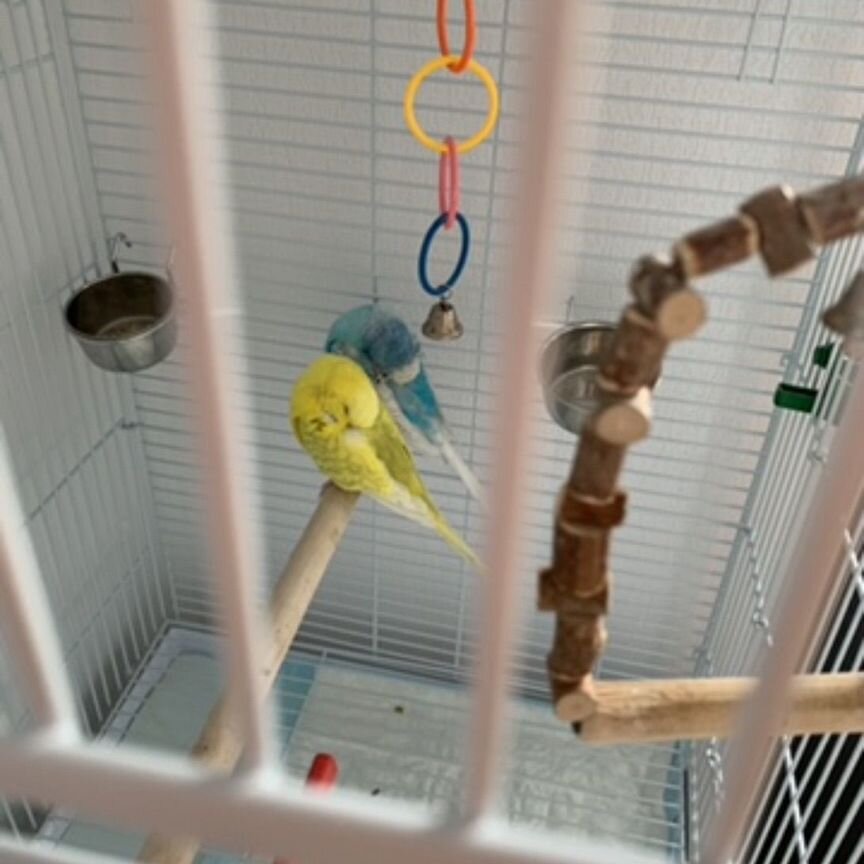 Sky Liberta Gama Клетка для птиц большая