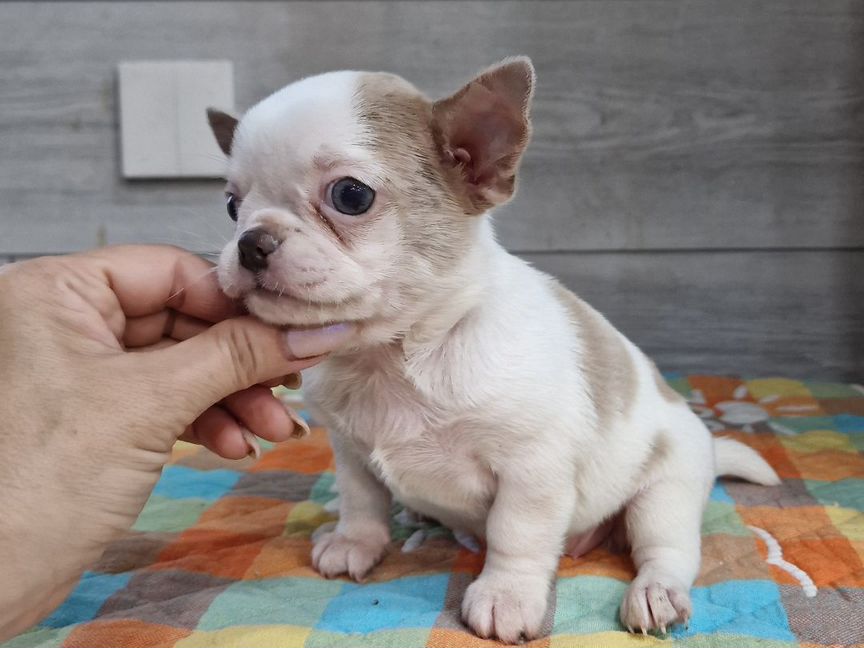 Чихуахуа девочка в редком окрас мерль